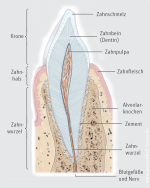 Aufbau und Funktion der Zähne